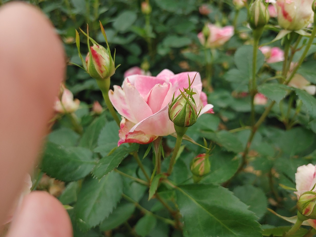 Pinke Rose Blume - Kostenloses Foto auf Pixabay - Pixabay