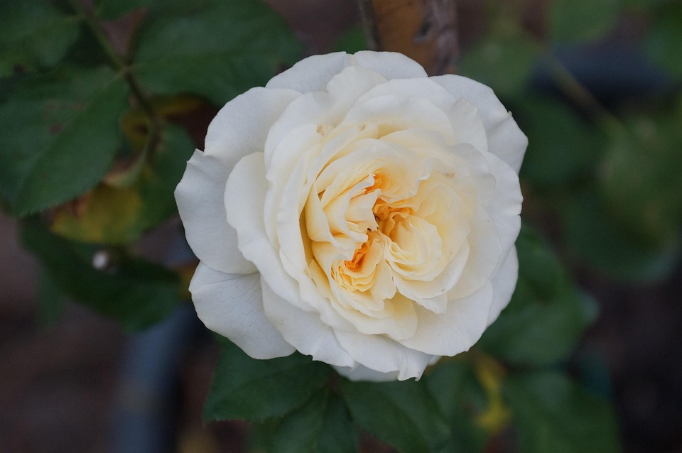 Rose Blanche Fleur - Photo gratuite sur Pixabay - Pixabay