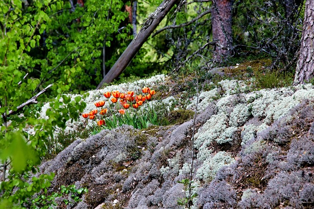 Floresta Flores Primavera - Foto gratuita no Pixabay - Pixabay