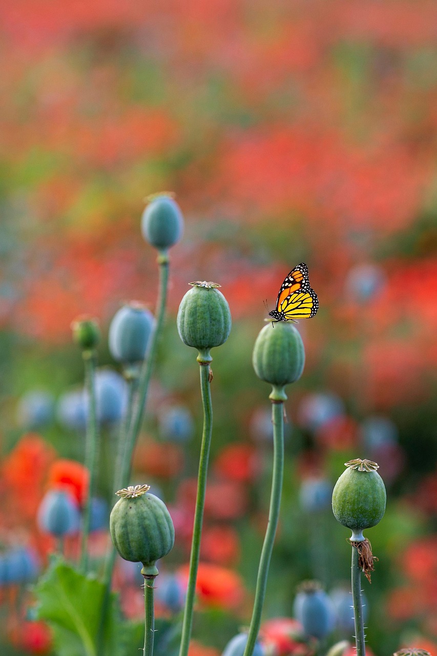 Mac Păstăi De Sămânță Fluture - Fotografie gratuită pe Pixabay