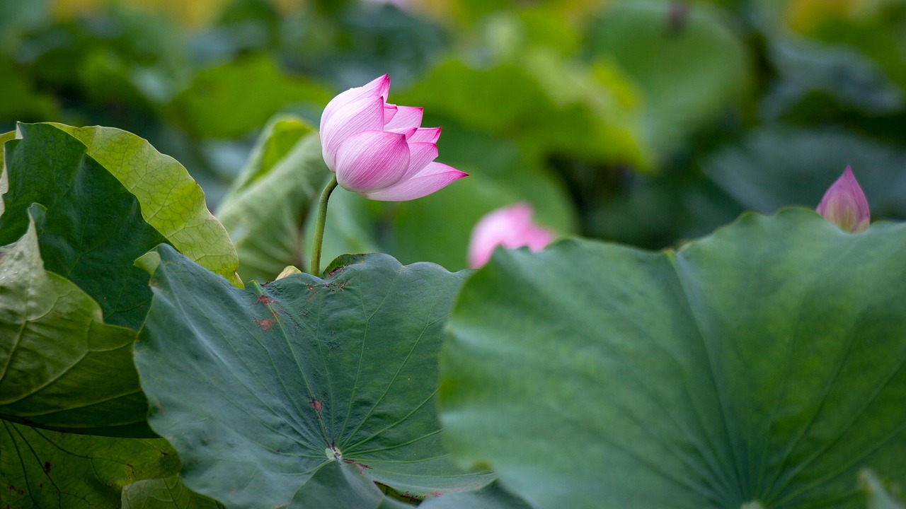 Teratai Bunga Tanaman - Foto gratis di Pixabay - Pixabay