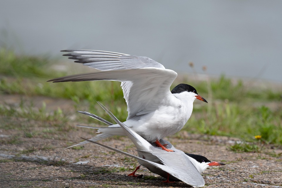 Bird Tern River - Free photo on Pixabay - Pixabay