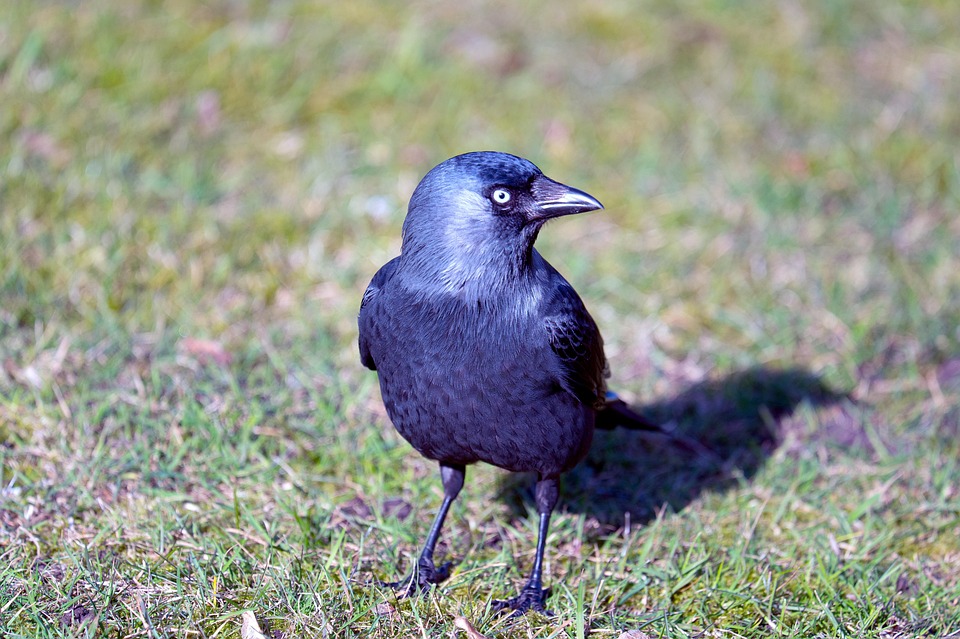 Jackdaw Bird Animal - Free photo on Pixabay