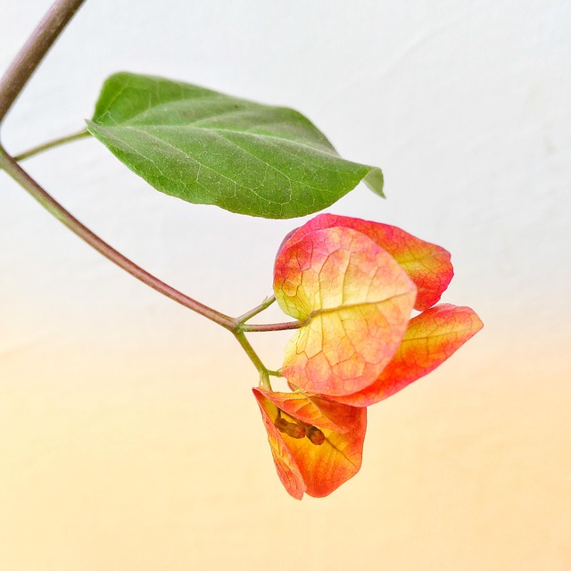 Bougainvillea Flowers Bracts Free Photo On Pixabay Pixabay