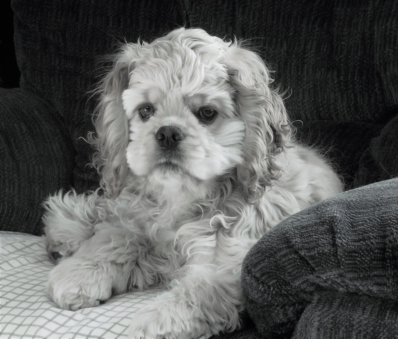 Filhote De Cachorro Cocker Spaniel - Foto gratuita no Pixabay - Pixabay