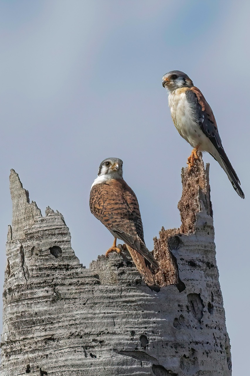 American Kestrel Birds Wood - Free photo on Pixabay - Pixabay
