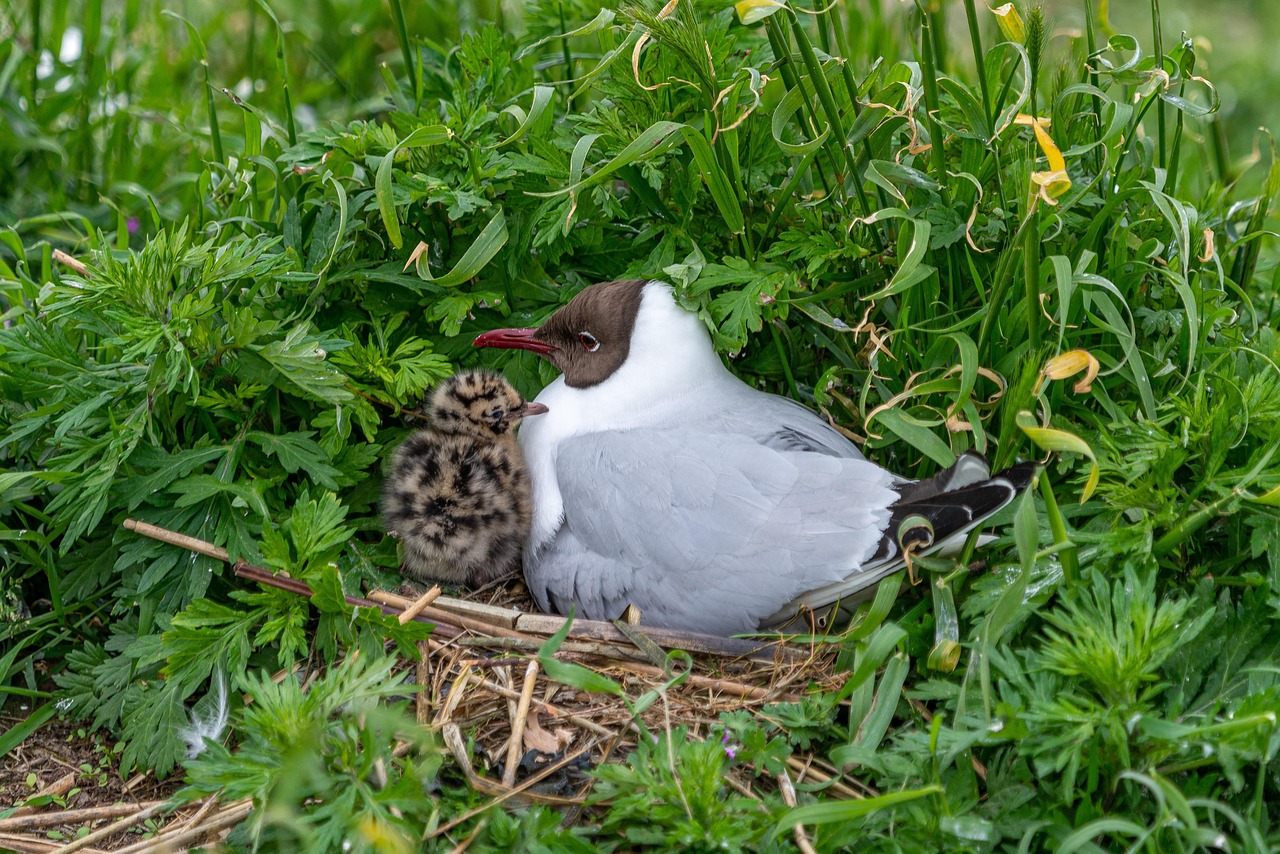 Burung Anak Ayam Paruh - Foto gratis di Pixabay - Pixabay