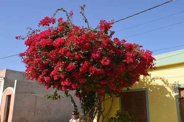 Plante Arbre La Nature - Photo gratuite sur Pixabay - Pixabay