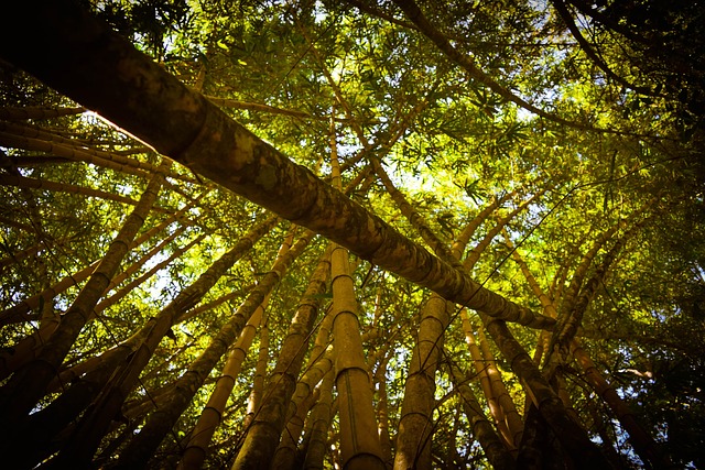 La Nature Des Arbres Paysage - Photo gratuite sur Pixabay - Pixabay
