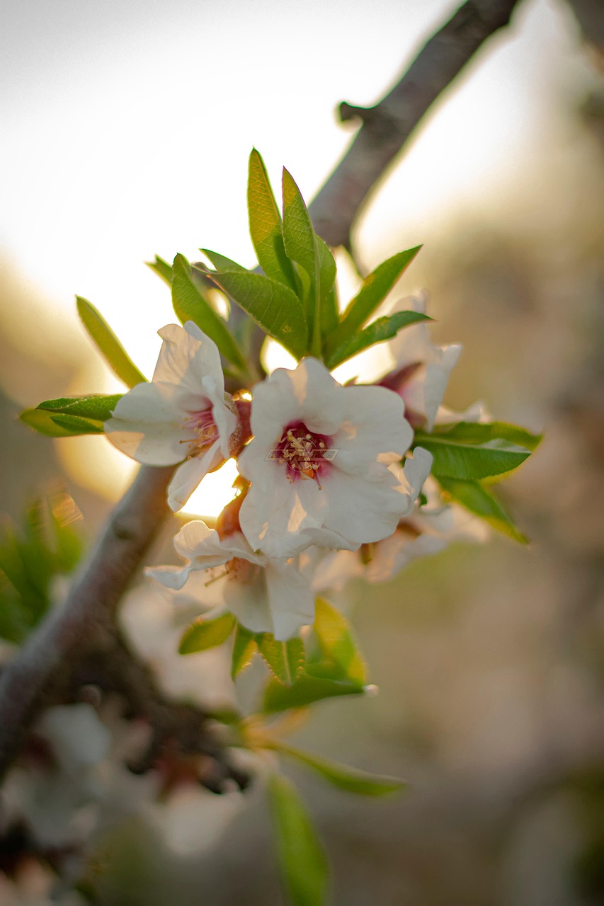 Nature Almond Ground Almonds - Free photo on Pixabay