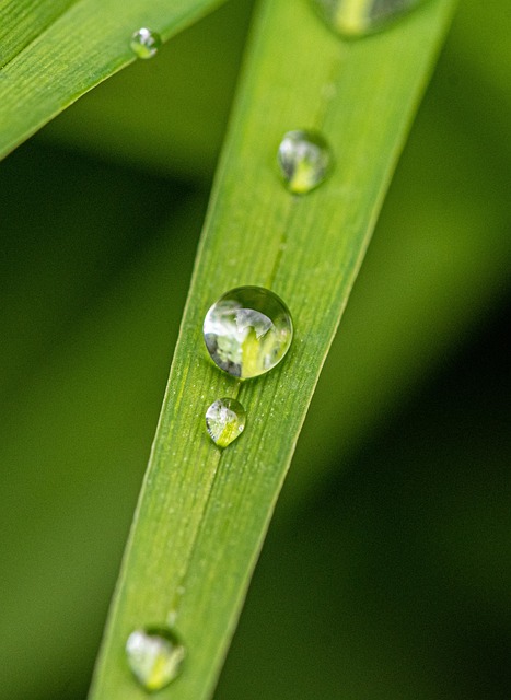 Frunze Picaturi De Ploaie - Fotografie gratuită pe Pixabay - Pixabay