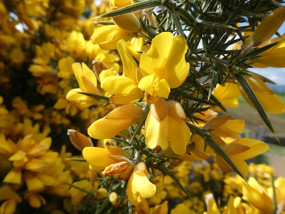 Gorse Flowers Yellow - Free photo on Pixabay - Pixabay