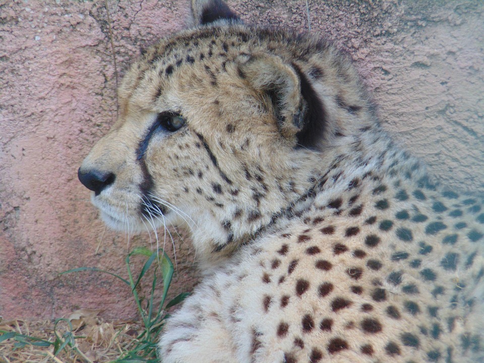 Leopardo Selvagem Animais - Foto gratuita no Pixabay - Pixabay