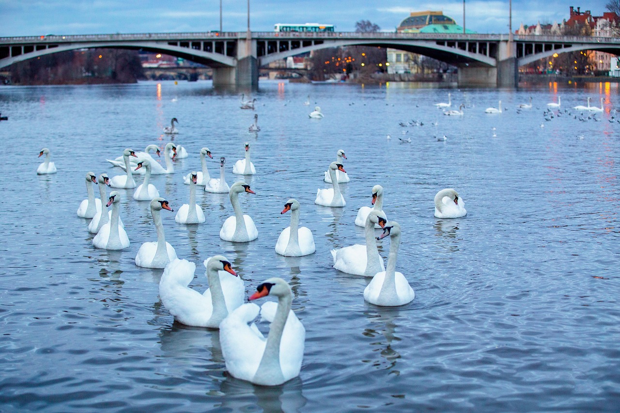 Flock Of Swans White - Free photo on Pixabay - Pixabay
