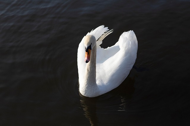 Cisne Pájaro Aves Acuáticas Ave - Foto gratis en Pixabay - Pixabay