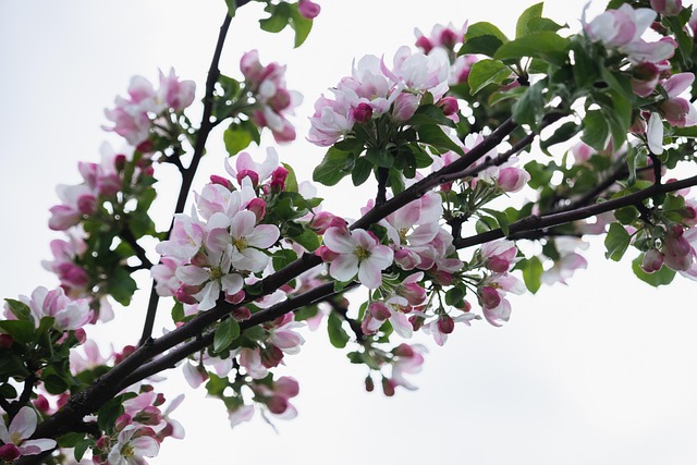 Apple Tree Flowers Pink - Free photo on Pixabay