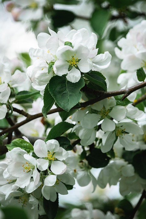 Apple Tree Flowers White - Free photo on Pixabay - Pixabay