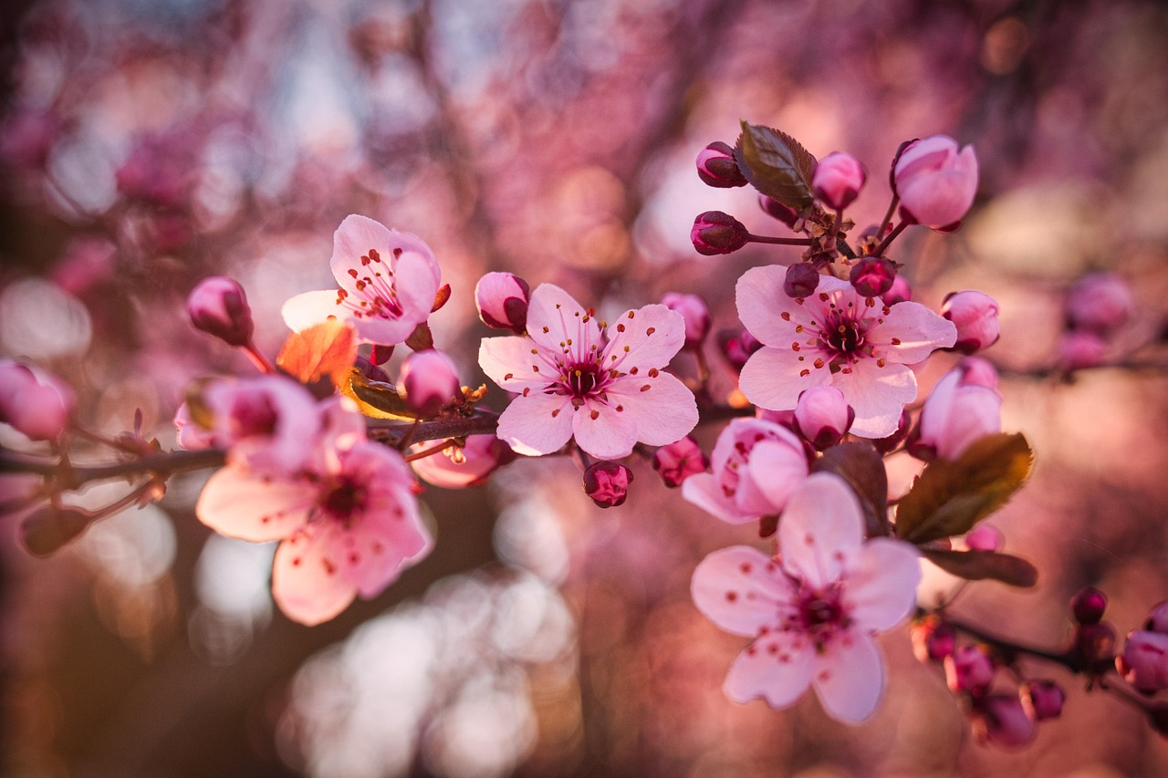 Blood Plum Pink Flowers Bloom - Free photo on Pixabay