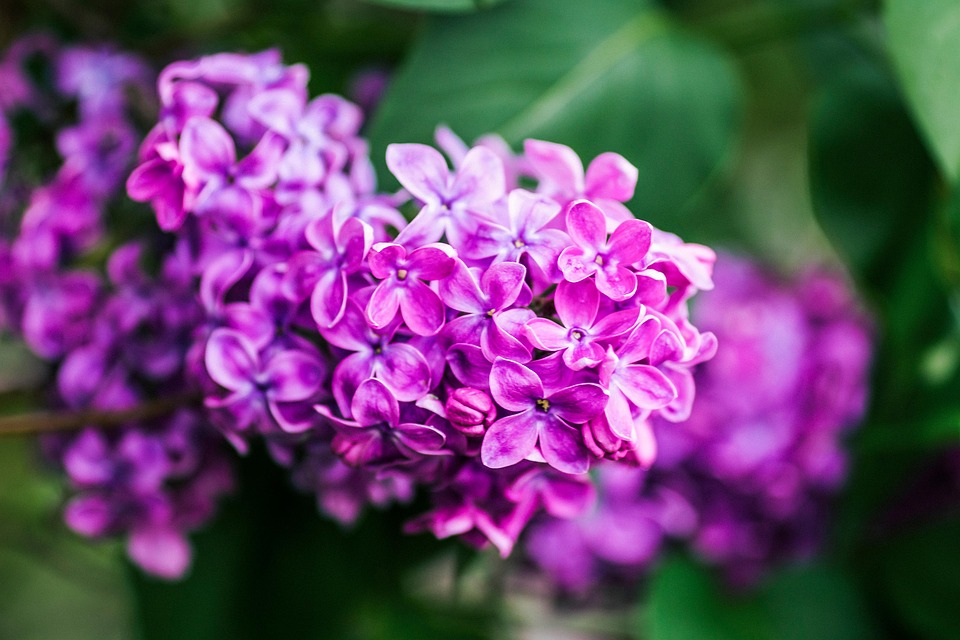 Lilacs Purple Flowers - Free photo on Pixabay