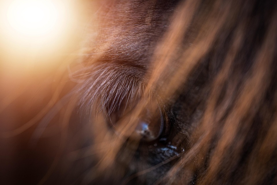 Horse Head Eye - Free photo on Pixabay - Pixabay