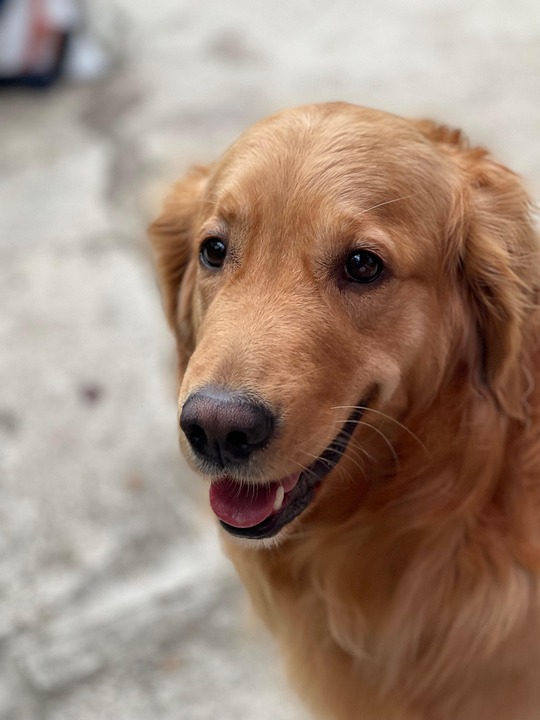 Golden Retriever Chien Animal De - Photo gratuite sur Pixabay - Pixabay