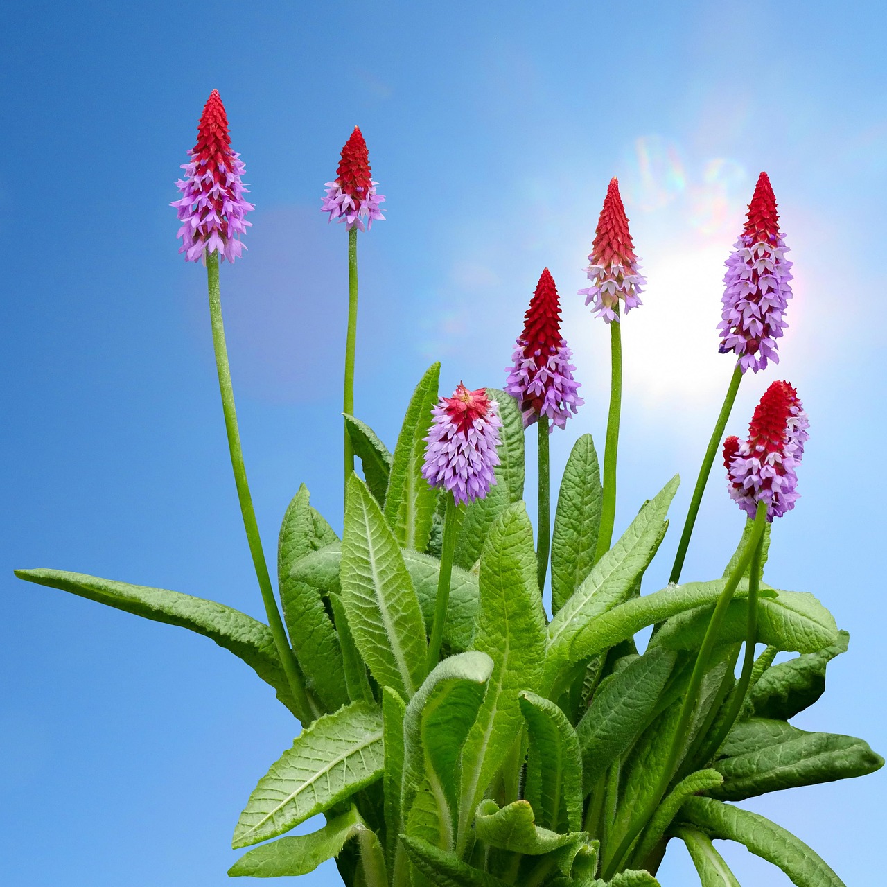 Orchideenprimel Blumen Pflanze - Kostenloses Foto auf Pixabay
