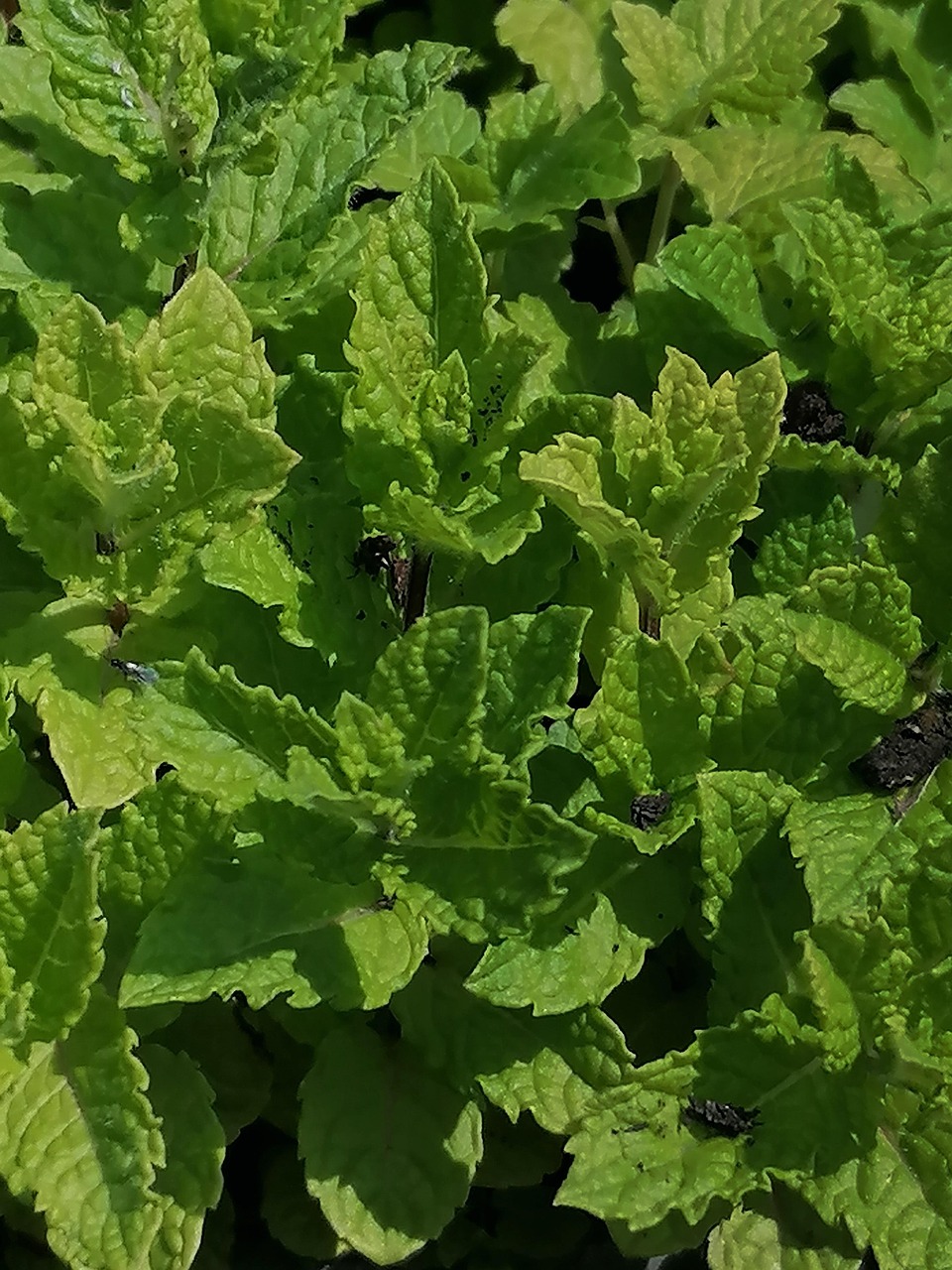 Daun Mint Alam Kebun - Foto gratis di Pixabay - Pixabay