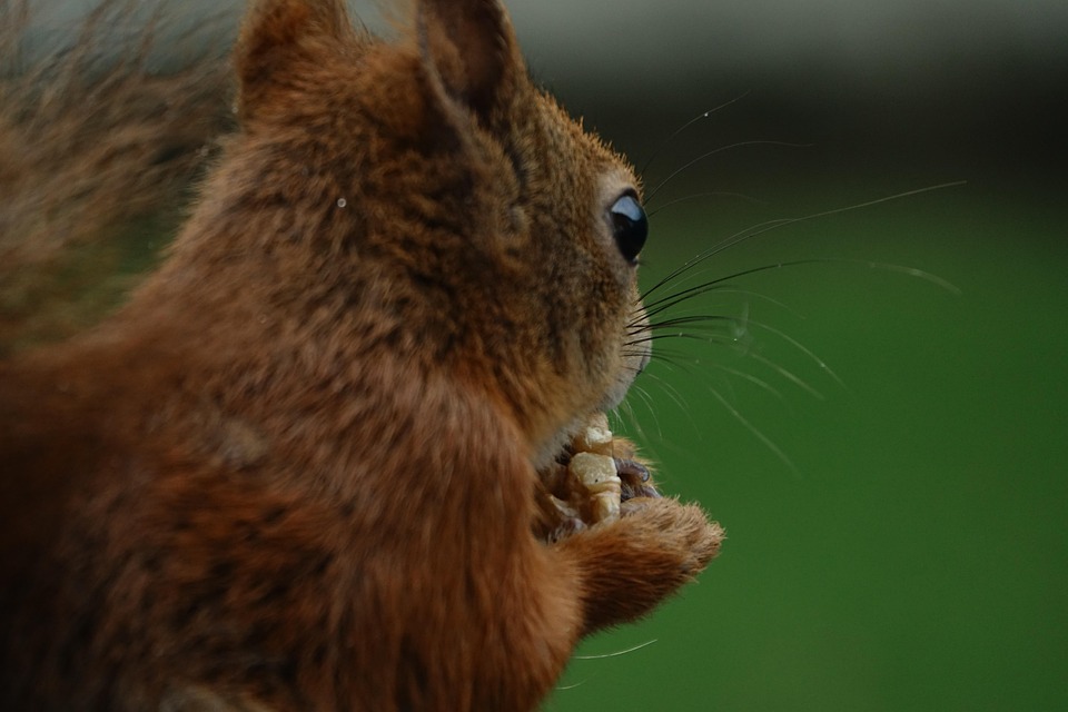 Eichhörnchen Tier Essen - Kostenloses Foto auf Pixabay