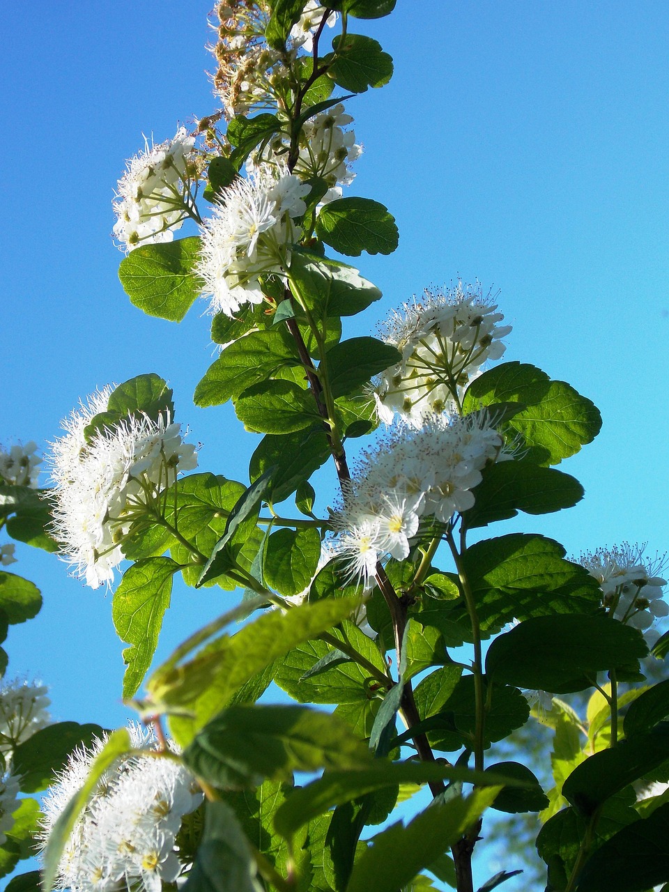 City Flowers Smolensk - Free photo on Pixabay - Pixabay