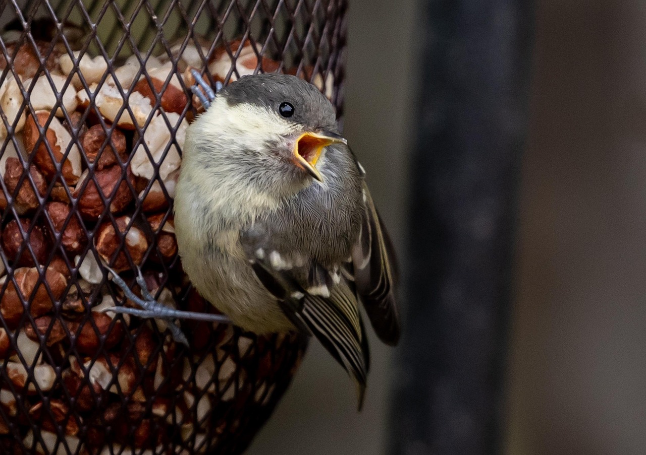 Coal Tit Fledgling Bird - Free photo on Pixabay - Pixabay