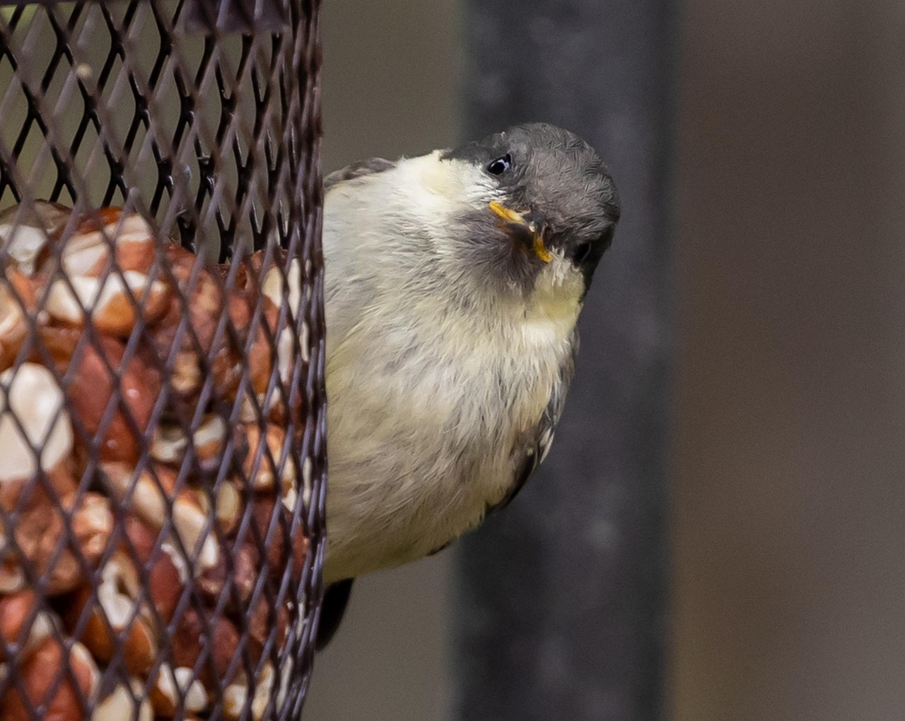 Coal Tit Fledgling Bird - Free photo on Pixabay - Pixabay