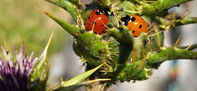 Mariquitas Insecto Fauna - Free photo on Pixabay - Pixabay