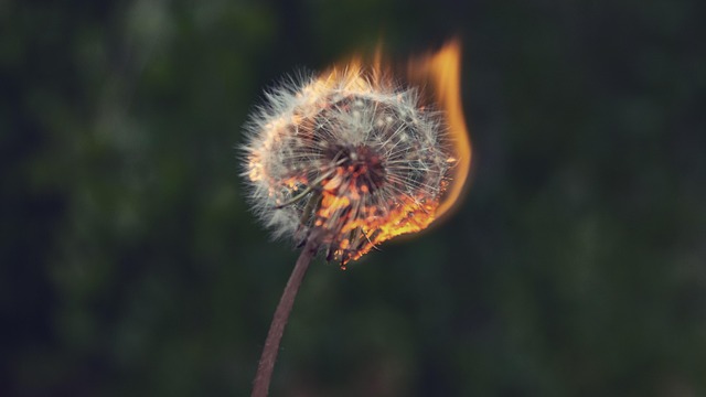 Dandelion Seeds Fire - Free photo on Pixabay