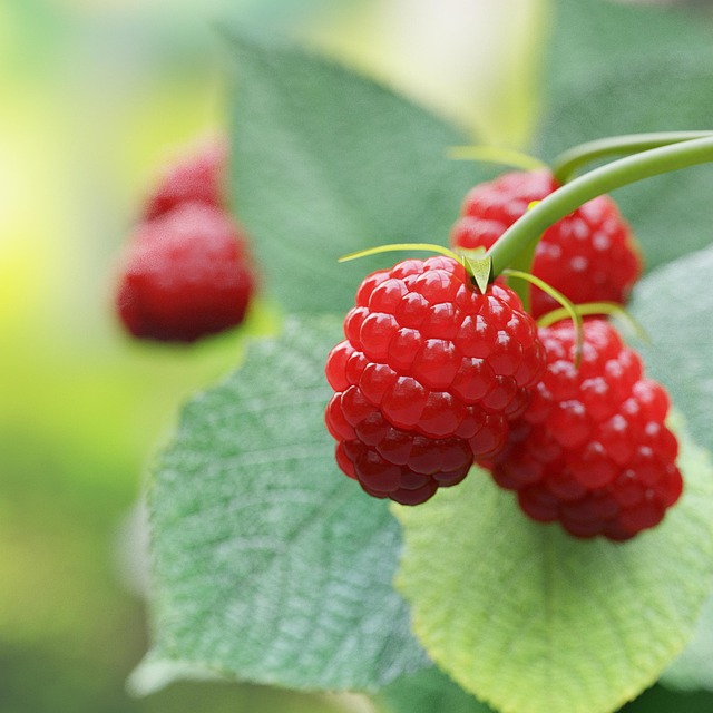 Raspberries Fruits Red - Free photo on Pixabay