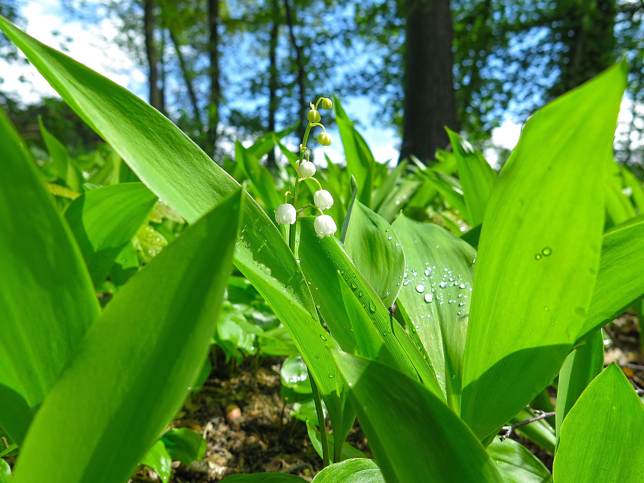 Lily Of The Valley Forest Flower - Free photo on Pixabay - Pixabay