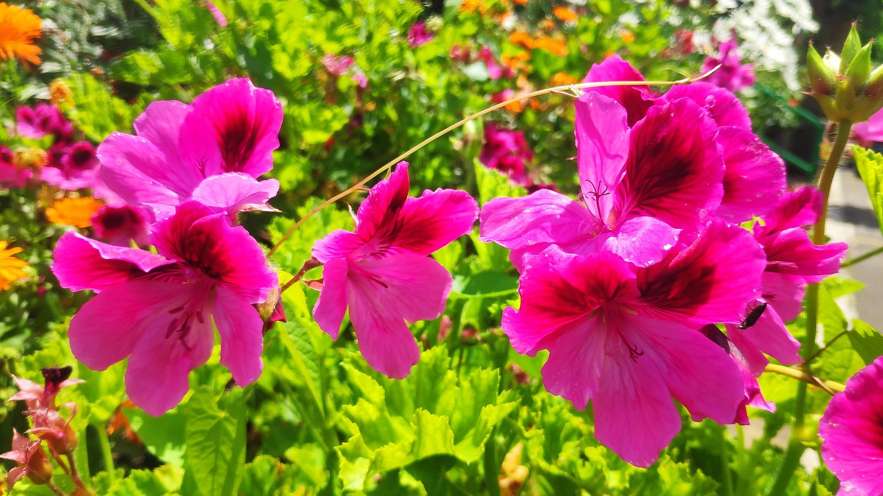 Fleurs La Nature Le - Photo gratuite sur Pixabay - Pixabay