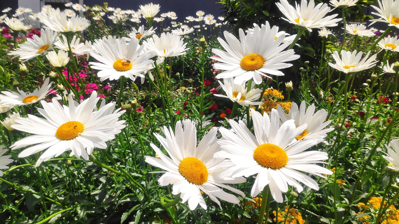 Fleurs La Nature Le - Photo gratuite sur Pixabay - Pixabay
