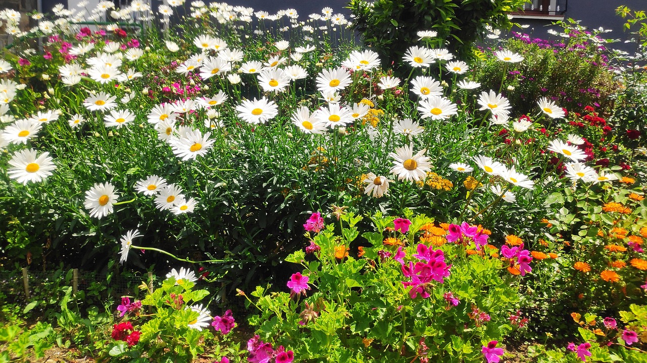 Flores Natureza - Foto gratuita no Pixabay - Pixabay