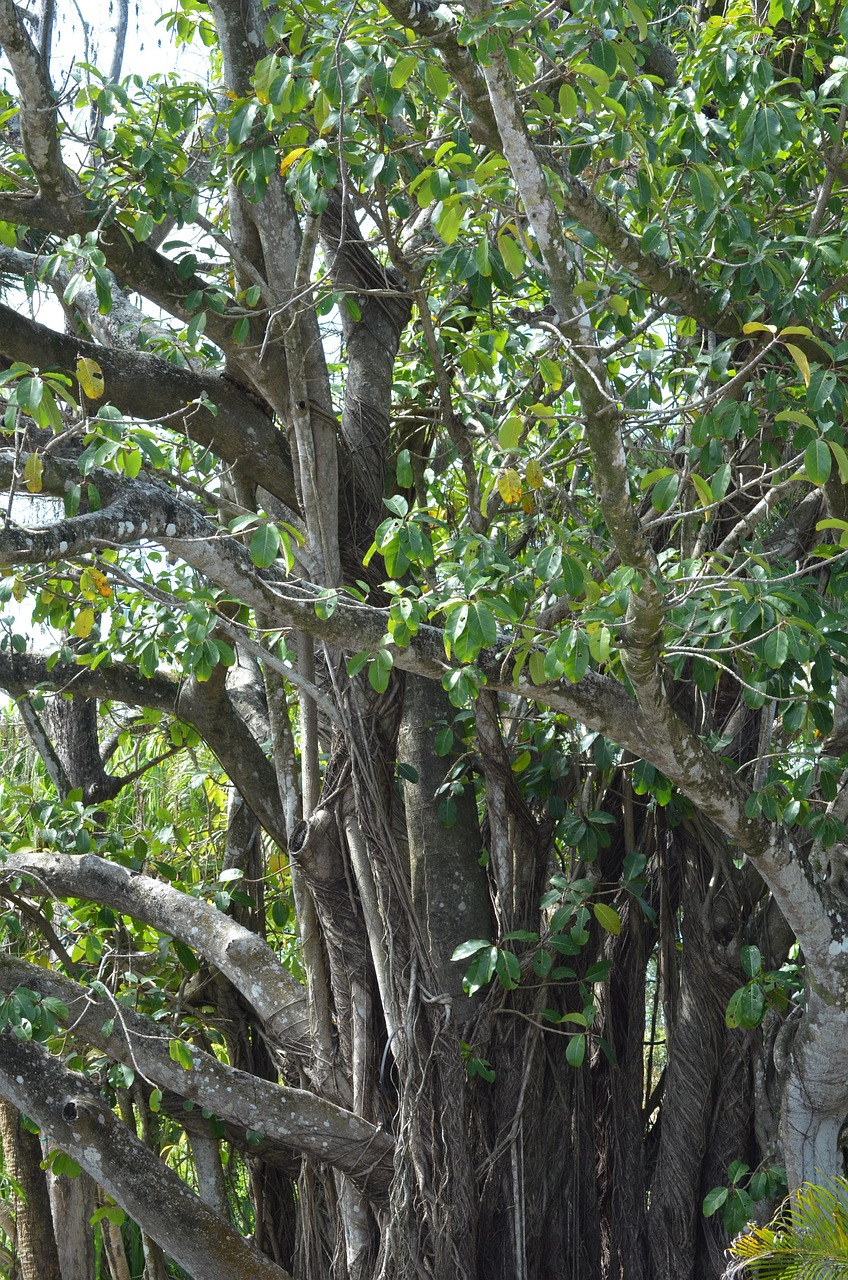 Tree Branches Forest - Free photo on Pixabay - Pixabay