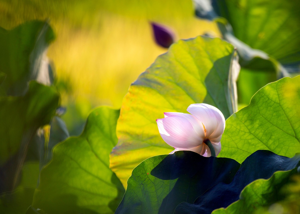Lotus Flower Welcome Summer May - Free photo on Pixabay - Pixabay