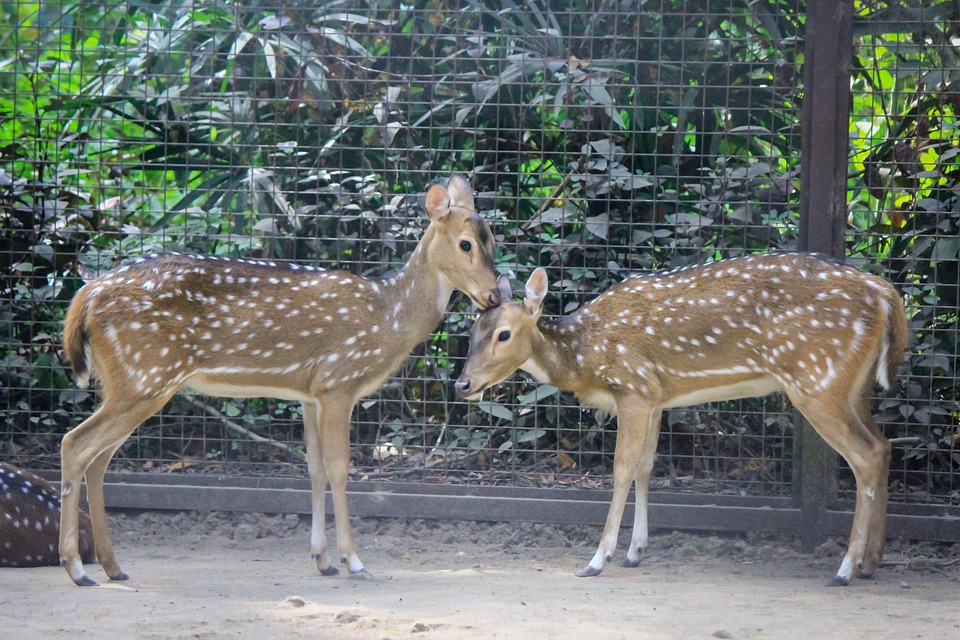 Deer Cute Animal - Free photo on Pixabay - Pixabay