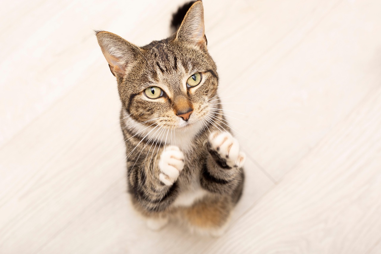 200+ Free Grey Tabby & Cat Images - Pixabay