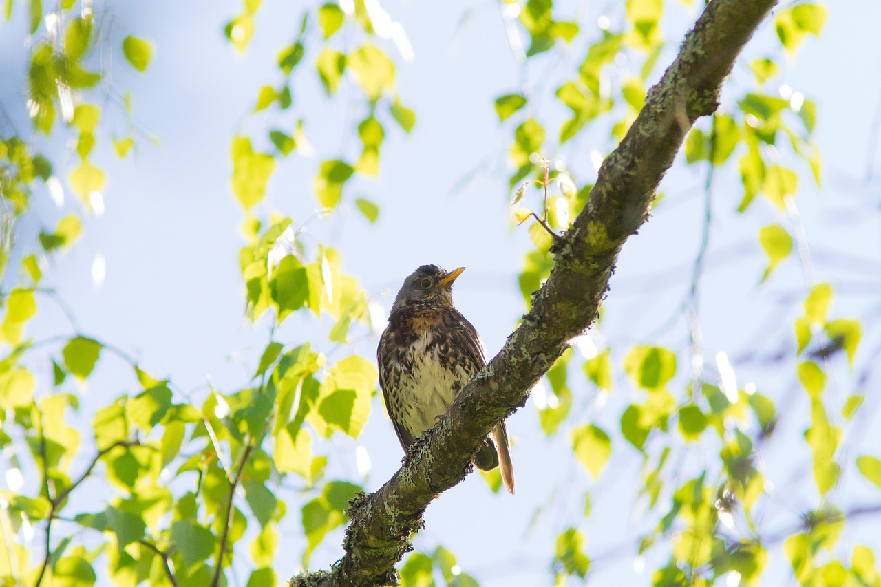 Fieldfare Bird Branch - Free photo on Pixabay - Pixabay