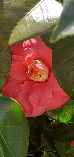 Bunga Kamelia Alam - Foto gratis di Pixabay - Pixabay