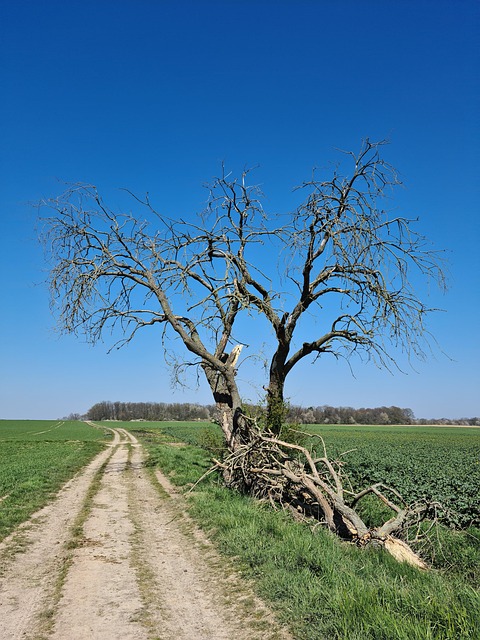 Lone Dead Tree - Free photo on Pixabay - Pixabay