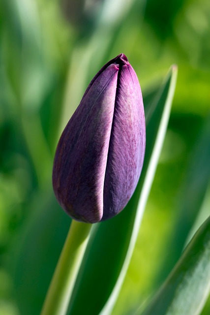Tulipe Violette Fleur Mauve - Photo gratuite sur Pixabay - Pixabay