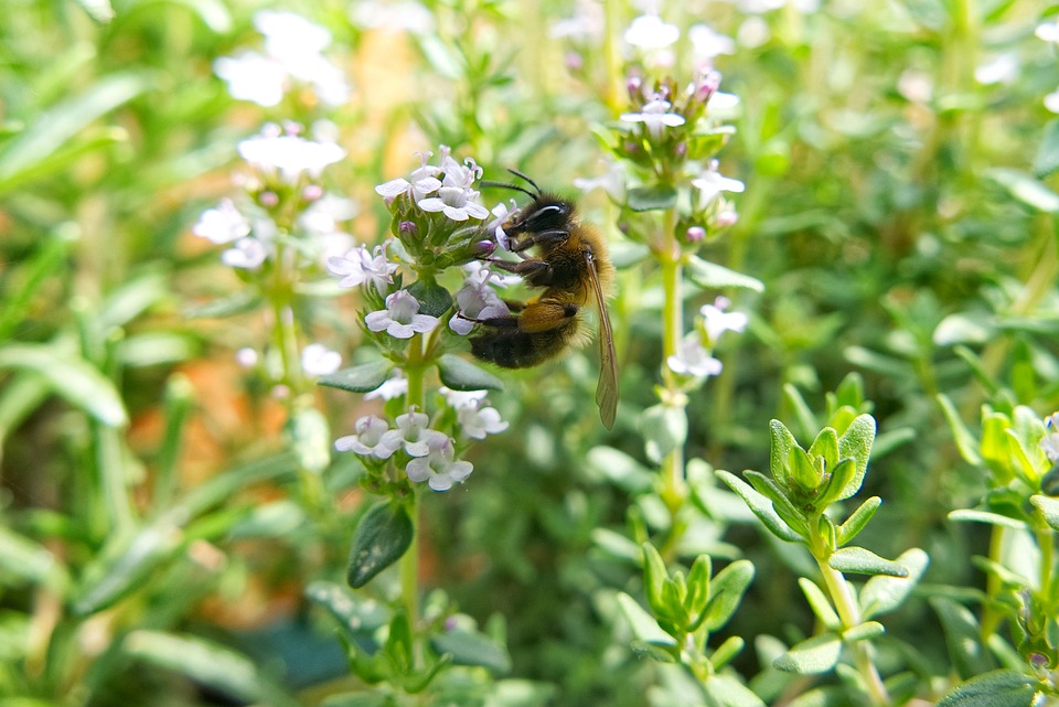 Bee Flowers Pollinate - Free photo on Pixabay