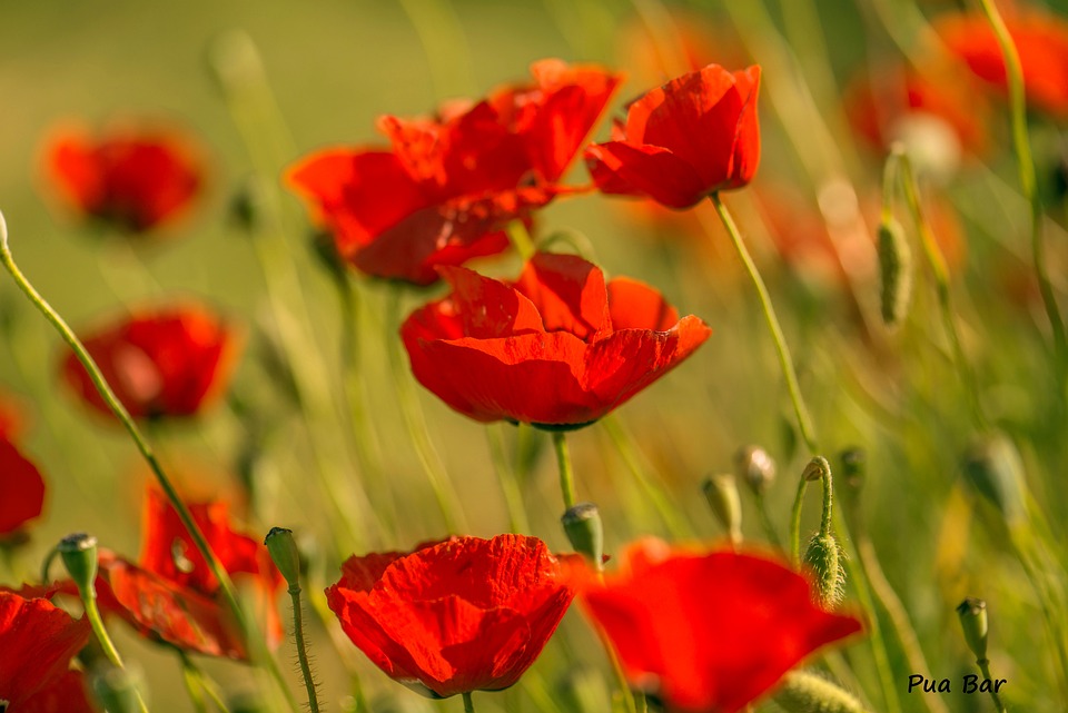 Wild Mohnblumen - Kostenloses Foto auf Pixabay - Pixabay