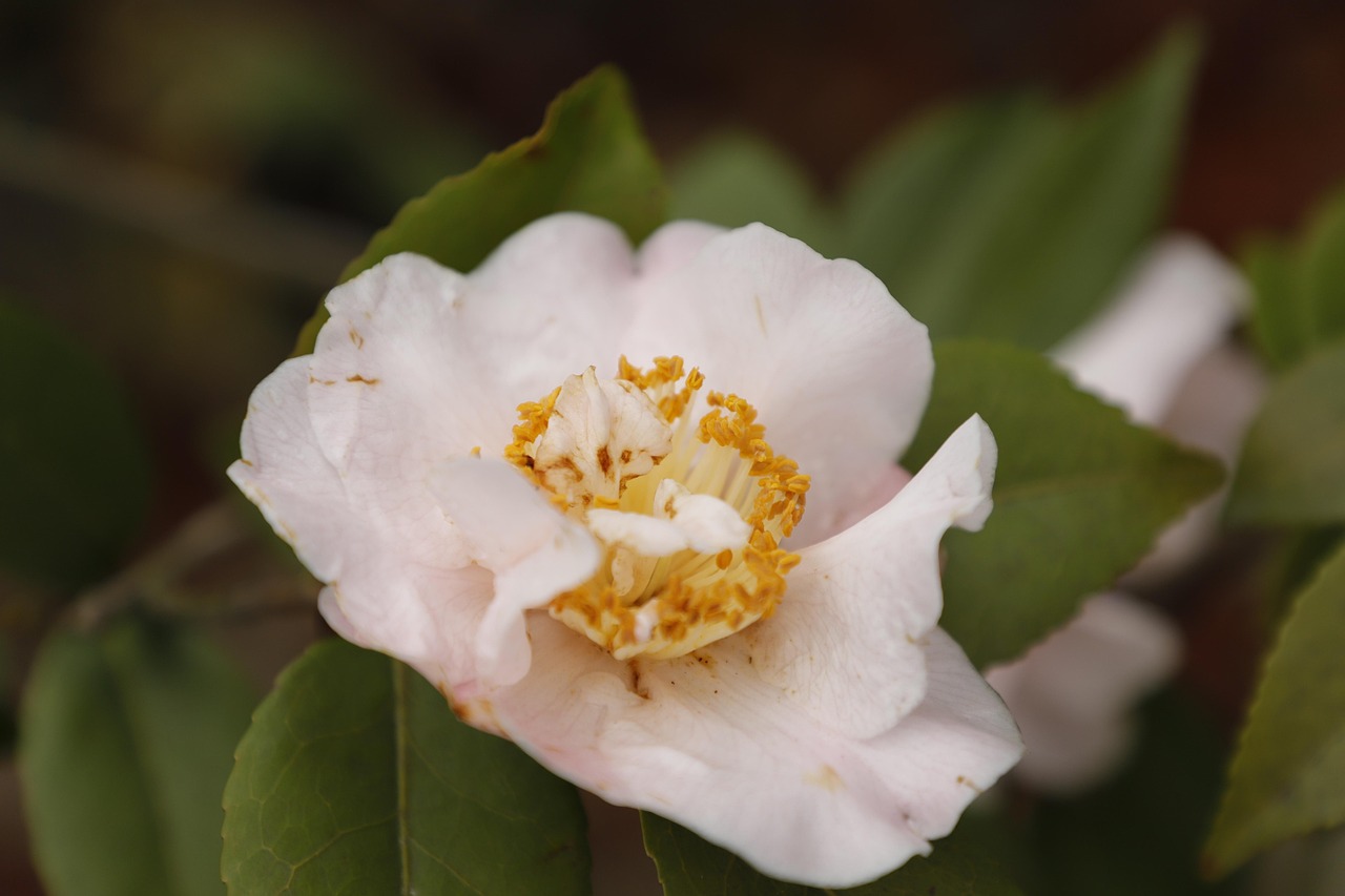 Flower White Petals - Free photo on Pixabay - Pixabay