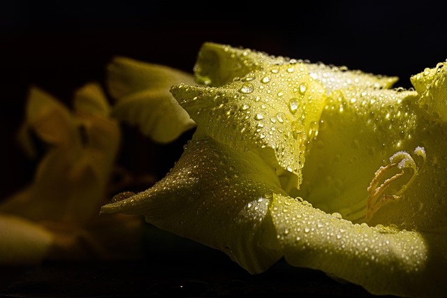 Lily Flower Dew - Free photo on Pixabay